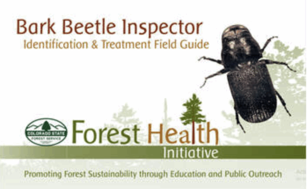 What To Do About the Mountain Pine Beetle Infestation – Seniors ...